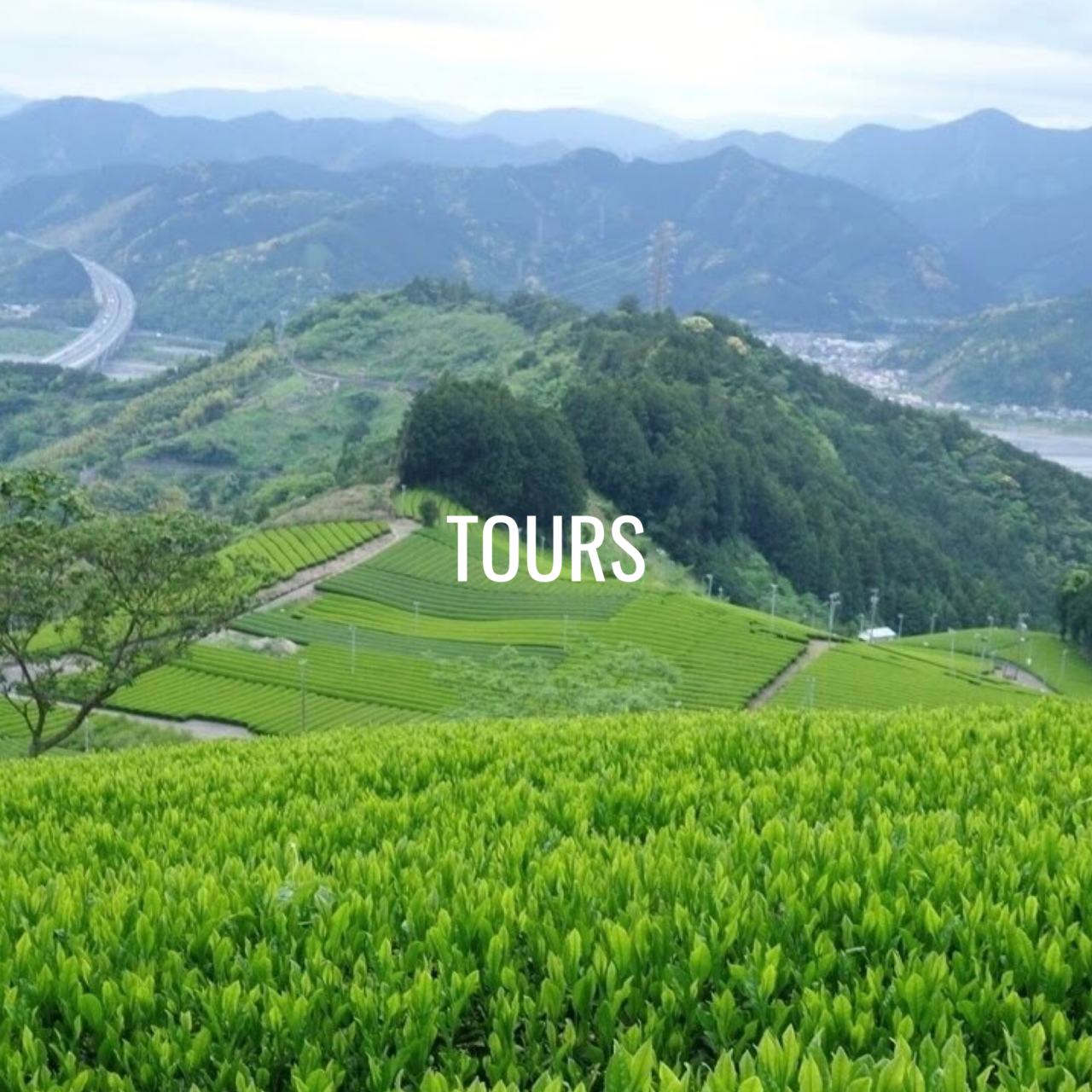 Tea Farm Tours and Experiences in Japan- Tea Cup Trip