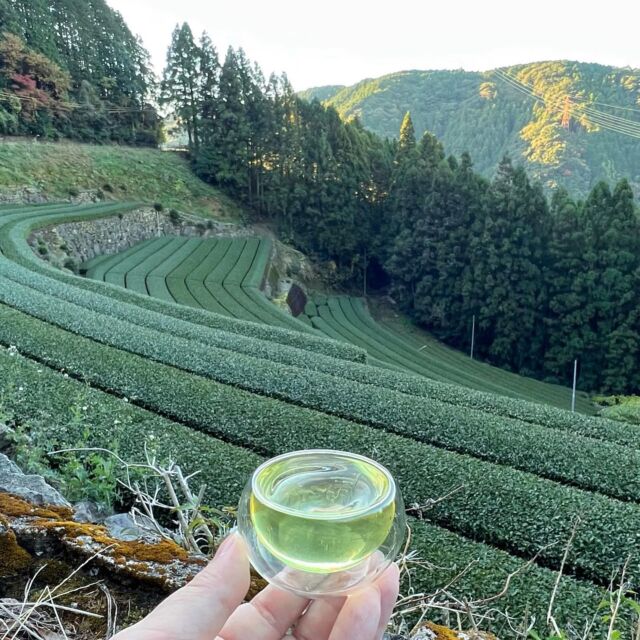 Tea Farm Tours and Experiences in Japan- Tea Cup Trip